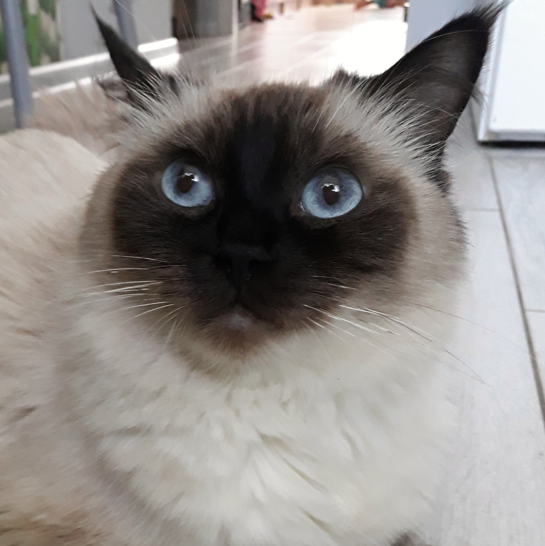 Hodowla Kotów Ragdoll Wrocław . Kocie Gwiazdy*PL Rasowe Koty